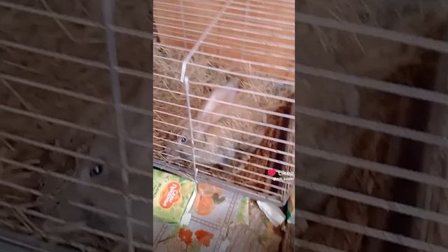 зайка тоша мой котик Сабрин