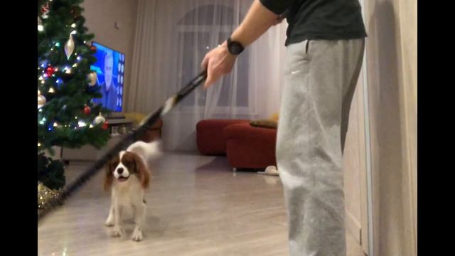 Тедди в хоккее