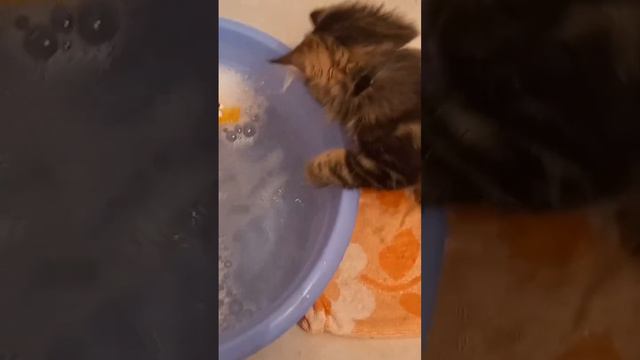 Кот-плескун или енот-полоскун?