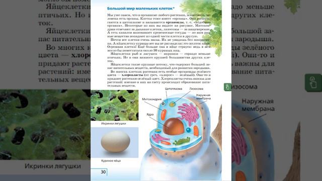 Биология 5к "Живой организм" §5 Живые клетки