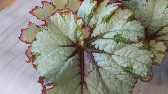 Роскошь бегоний