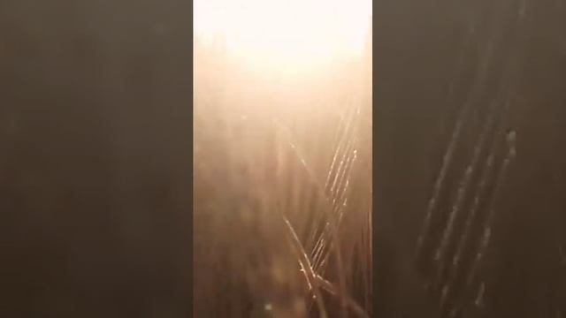 Зерновые похожи на дредлоки^_^ #ейскийрайон #краснодарскийкрай #воронцовка