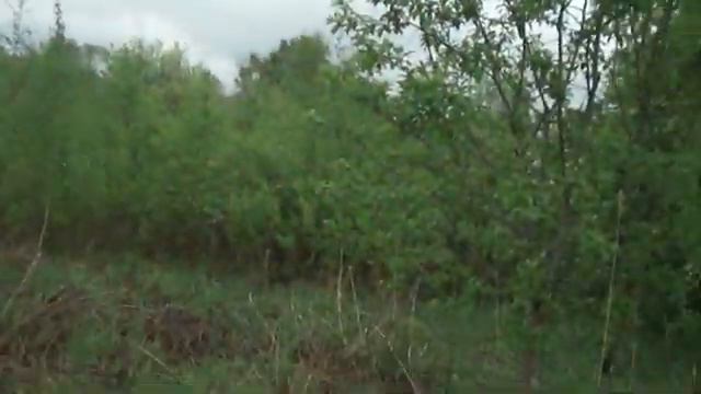 Пение соловья! Окрестности ст. Шуйская. Весенний лес (1)