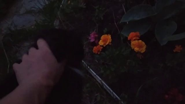 Ночь в тайге. Гомон птиц.