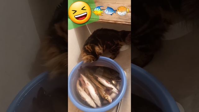 Тигран и Миссия невыполнима 7