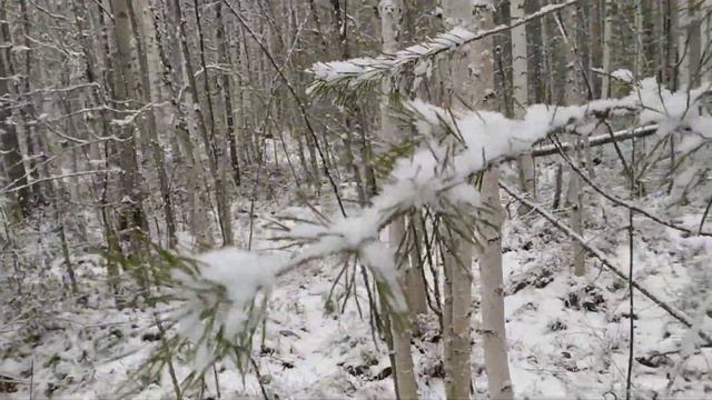 Пришла запоздавшая зима. Снег лег.