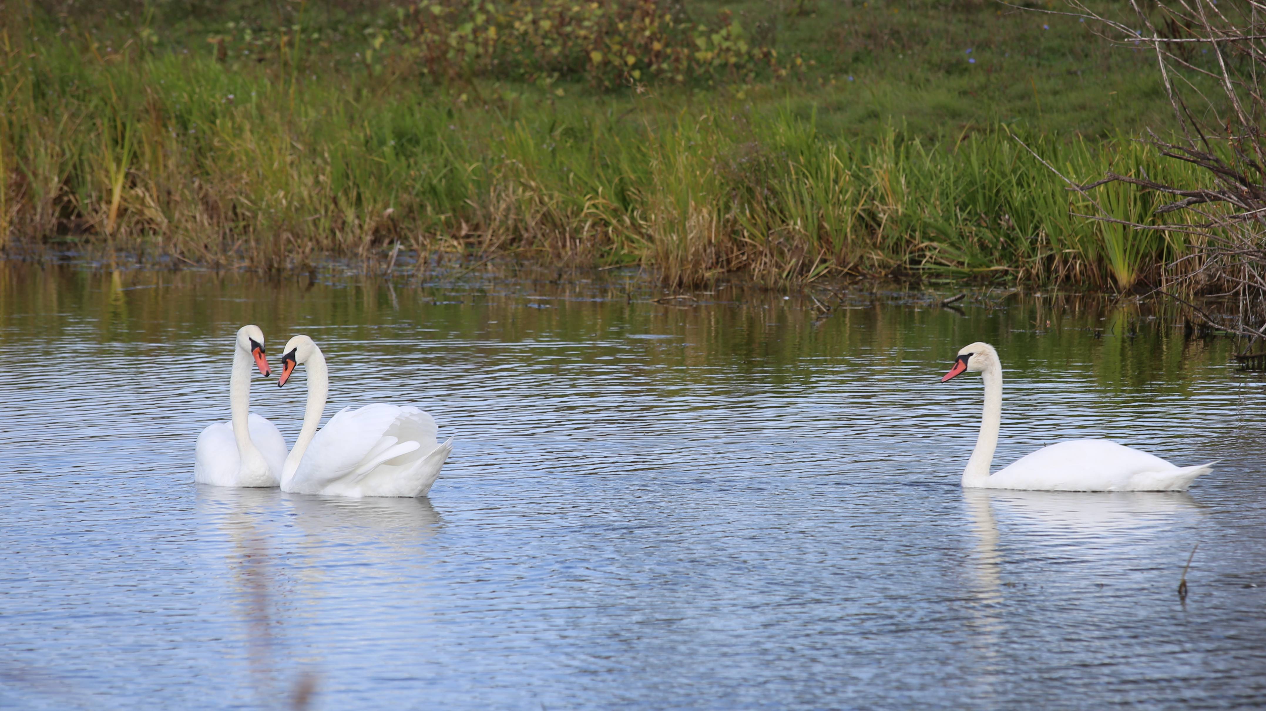 Лебеди-шипуны в окрестностях г. Похвистнево. 2024 год
