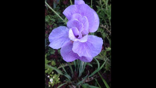 Номинация "Мой сад" Московского открытого фотоконкурса «Мама, папа, я – дружная семья»