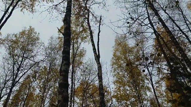 Осеннее утро в тайге.29.09.21