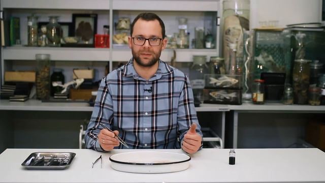 Губки, Книдарии. Практикум. Марьинский.