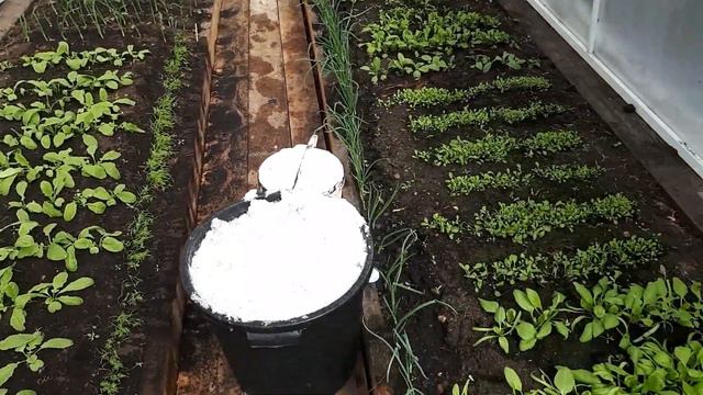 Что выросло в моей теплице к 14 апреля. Эксперемент-сею огурцы семенами в теплицу. Погода на даче.