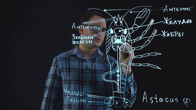 Членистоногие. Объяснение. Марьинский.