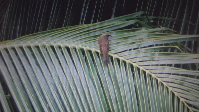 Забытые способы ориентирования. По птицам (часть 1)