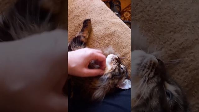 Субботние потягушки...