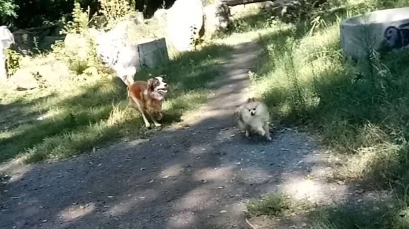 Догонялки-убегалки. Фокс и Шуля. Первая прогулка вместе