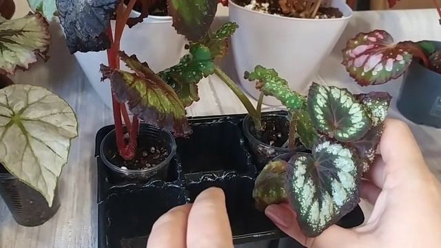 Роскошь бегоний. Выпуск 3.