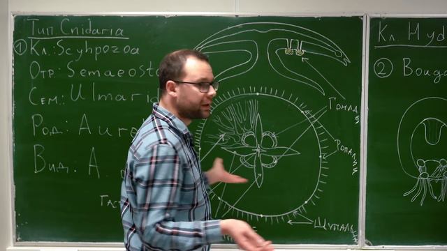 Губки, Книдарии. Объяснение. Марьинский.