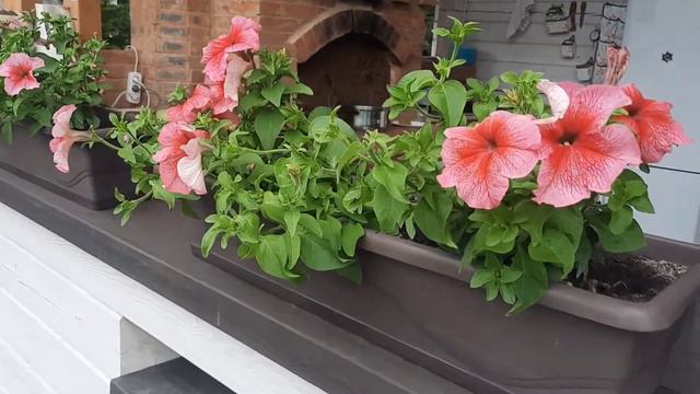 Оладьи из кабачков. Стрижка петунии в июле.