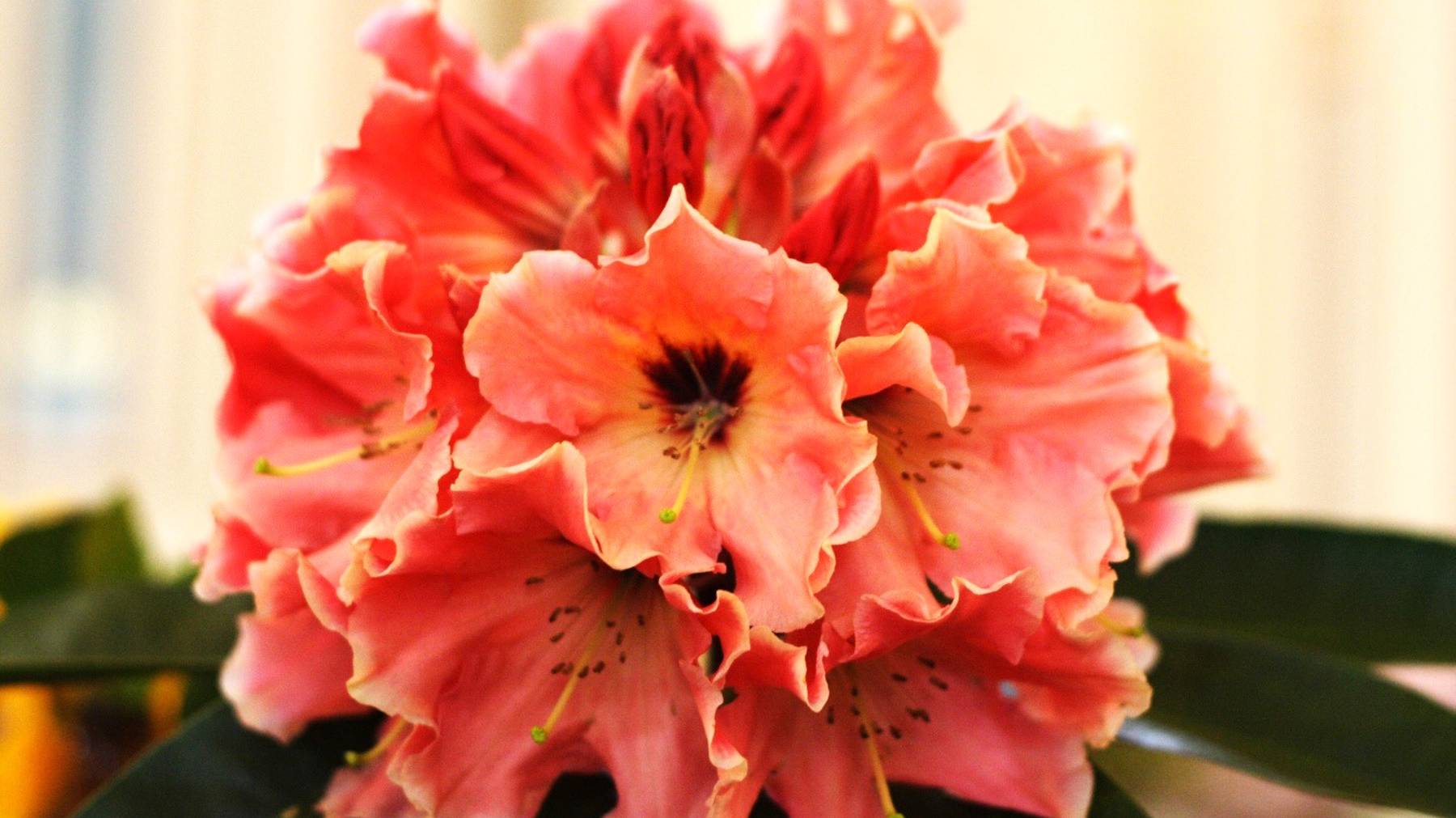 Рододeндрон. Выставка цветов  в Австралии. Фотографии рододендронов под музыку. Яркие и эффектные!