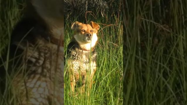 весна донка #накрючке #рыбалка