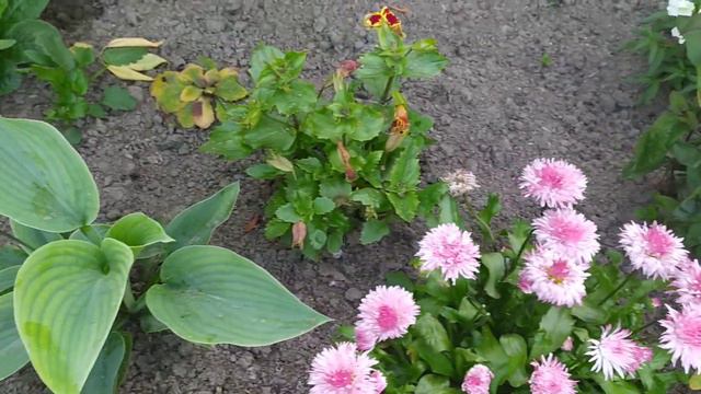 Северный сад. В гостях у Галины