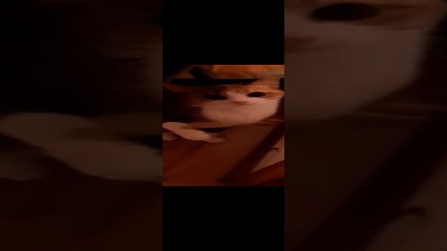 Скажи "Мяу"!.mp4