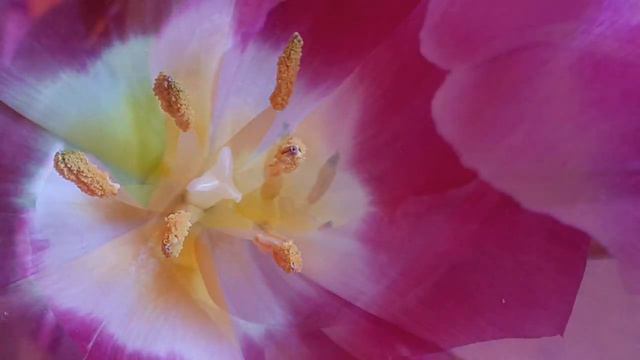 Ваша Цветочная Помощь!