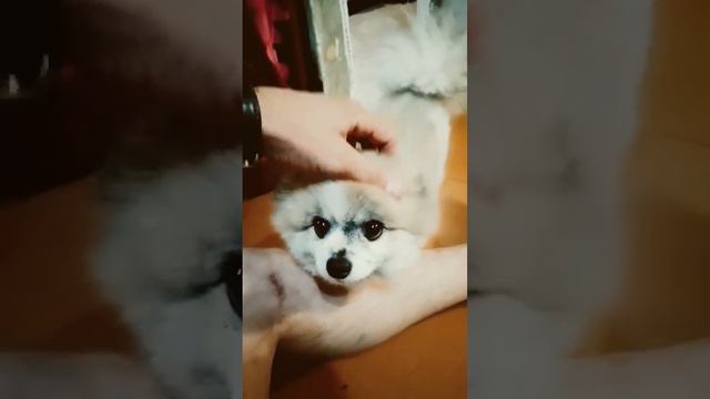 Он любит лизать ноги -_- странный