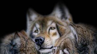 История  ....Волчья любовь...2013