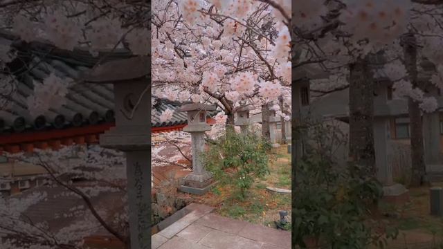 Япония, город Нара, храм Касихара Дзинг