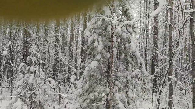 Зимняя таёжная сказка.