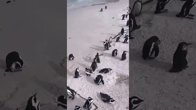 ЮАР, пляж Boulders Beach