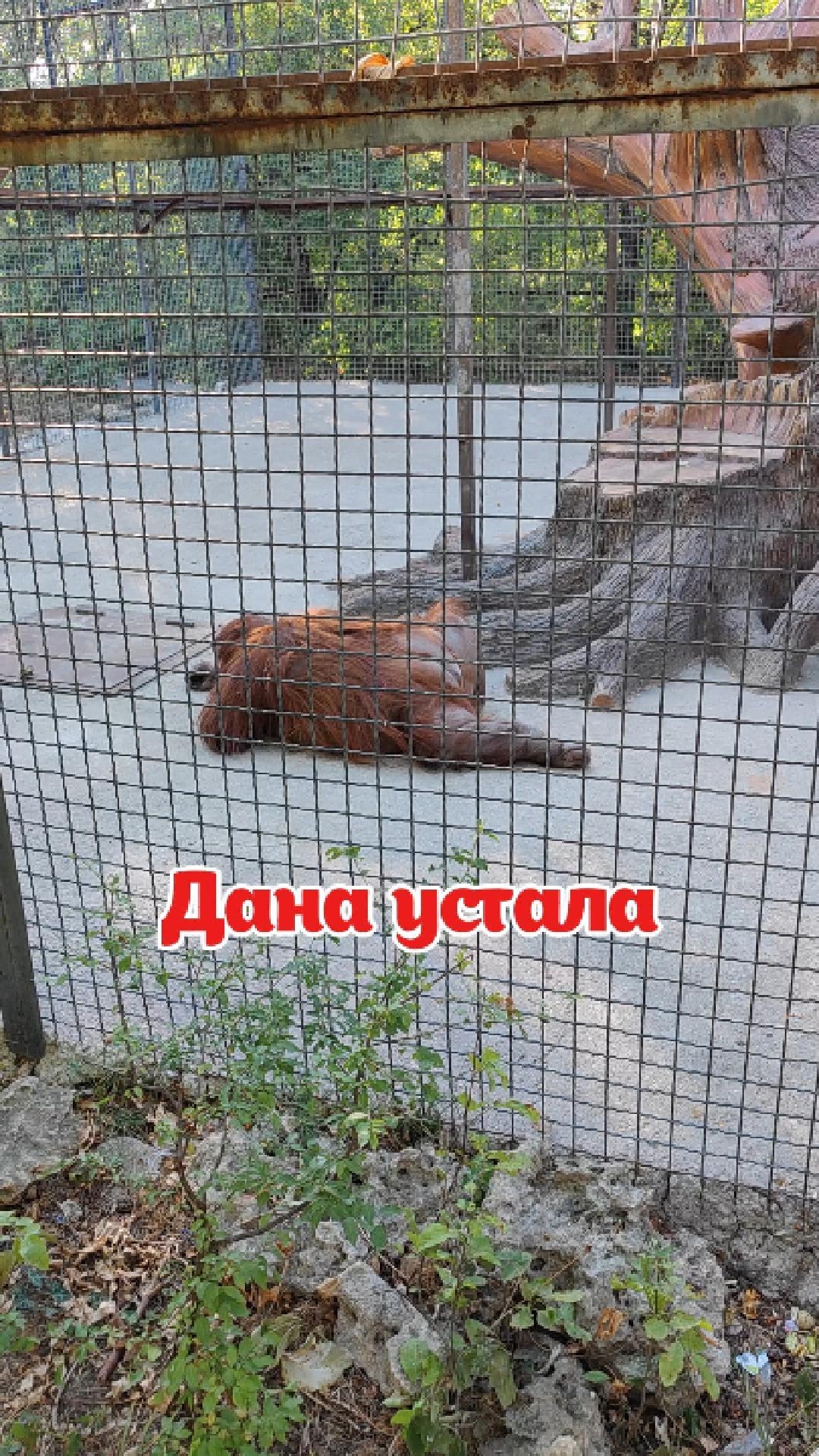 Тайган - Дана устала