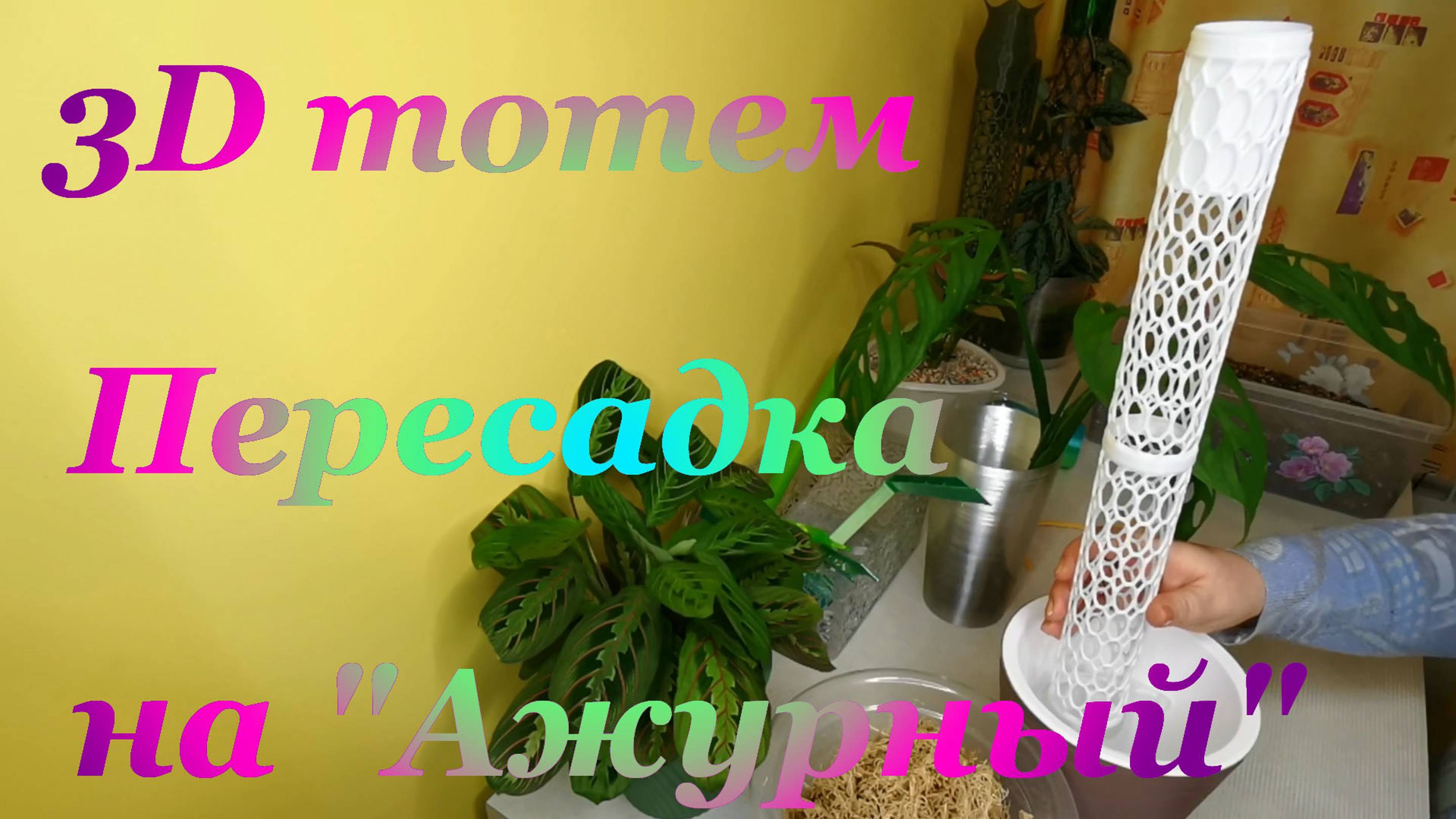 3D Пересадка на Ажурный