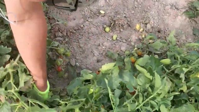 Важный нюанс орошения овощей.