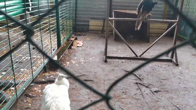 Таёжная "Сказка". Прощание с летом