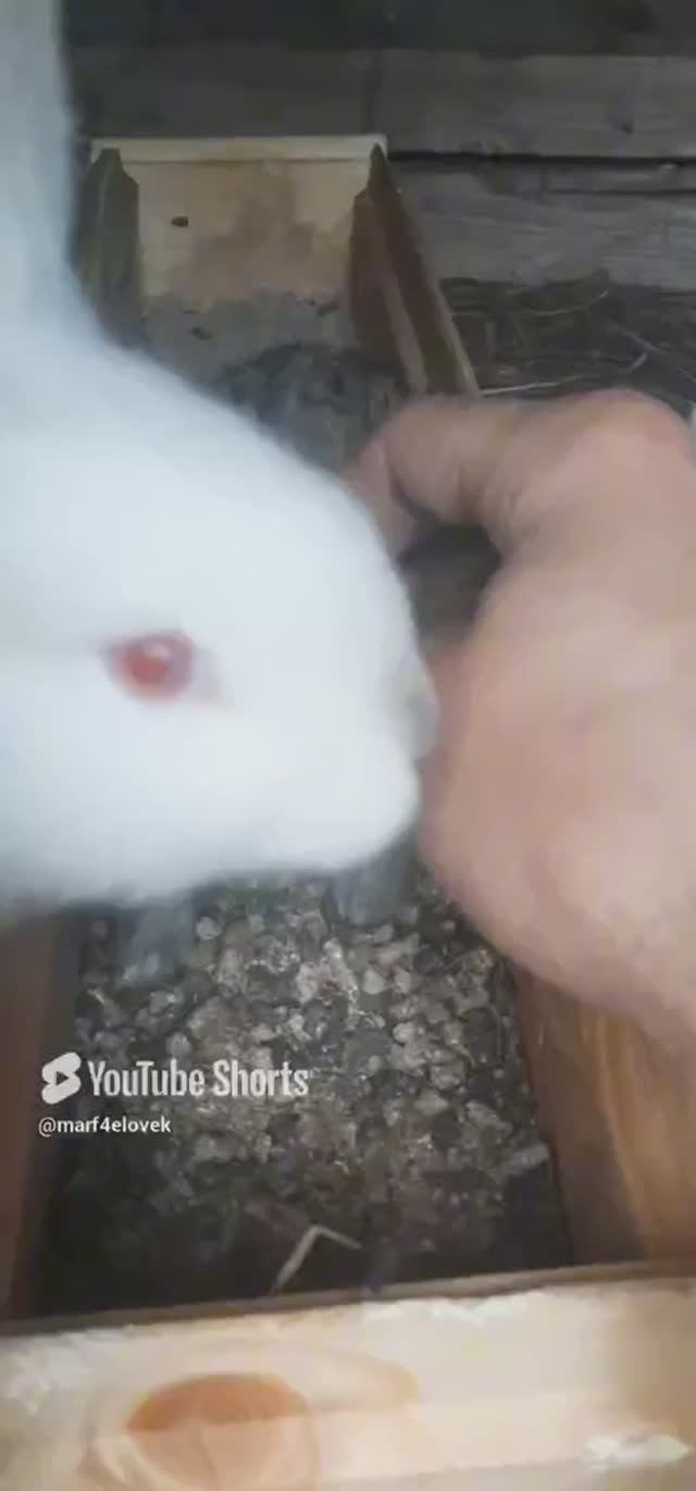 Домашнее хозяйство. #митяправило #кролики #рождество