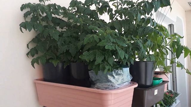 Обзор рассады томатов, перцев, баклажанов 10 апреля.