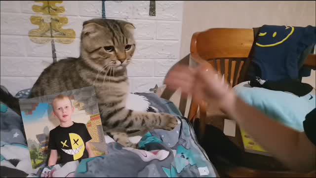 ДРЕССИРОВАННЫЙ КОТ