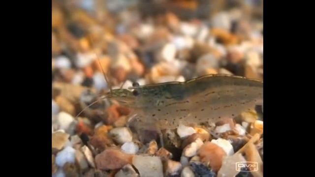 Креветки. Часть 4. Caridina japonica
