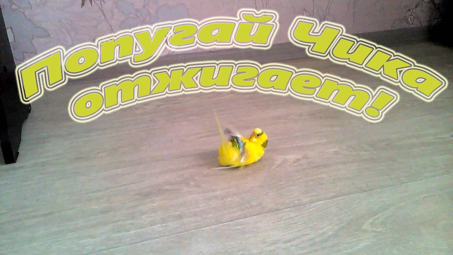 Смешной попугай) Попугай отжигает) Смешные видео с моим попугаем)