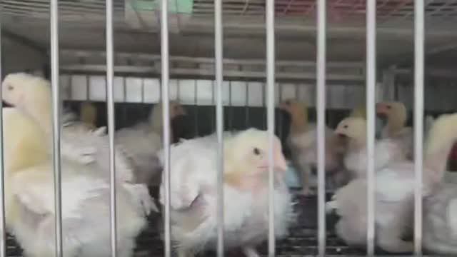 🐓Выращиваем бройлеров круглогодично по уникальной технологии в модуле "Неделя без забот"