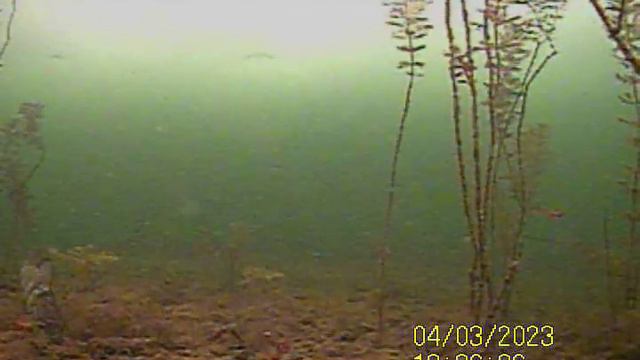 Окунь под водой