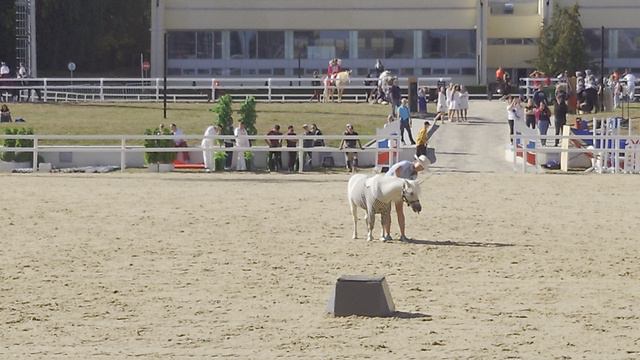 Эквирос пони Дитрих
