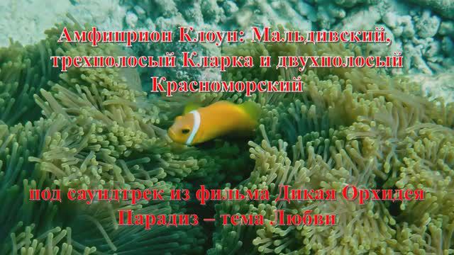 21 Амфиприон Клоун Мальдивский, Кларка трехполосый и Красноморский двухполосый Paradise – Love