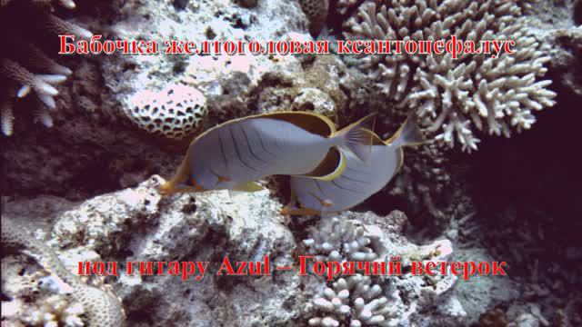 24 Бабочка желтоголовая ксантоцефалус под гитару Azul – Горячий ветерок