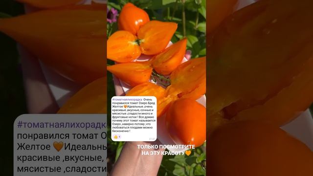 Отзывы на томаты от Красивой грядки