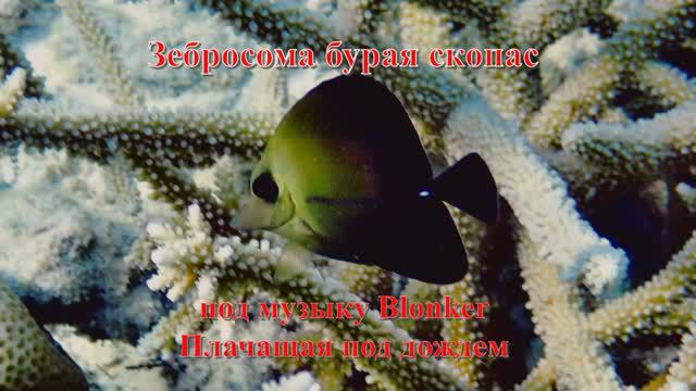 14 Зебросома бурая скопас под музыку Blonker Плачащая под дождем