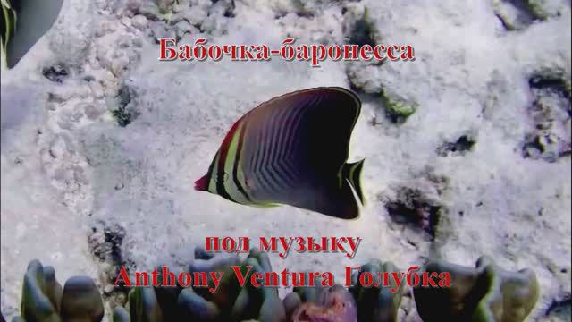 19 Бабочка-баронесса под музыку Anthony Ventura Голубка