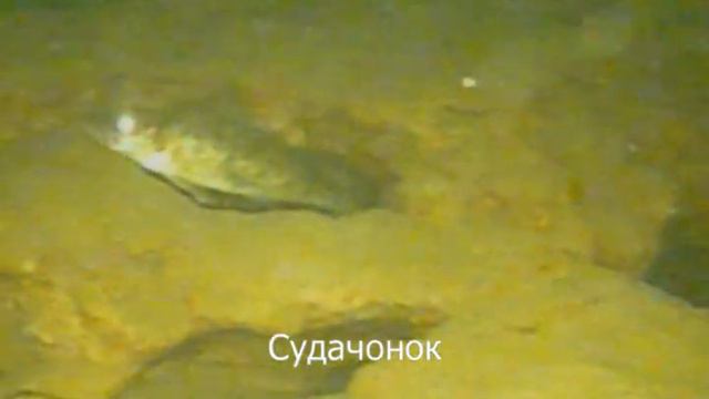 Поведение рыбы под льдом.